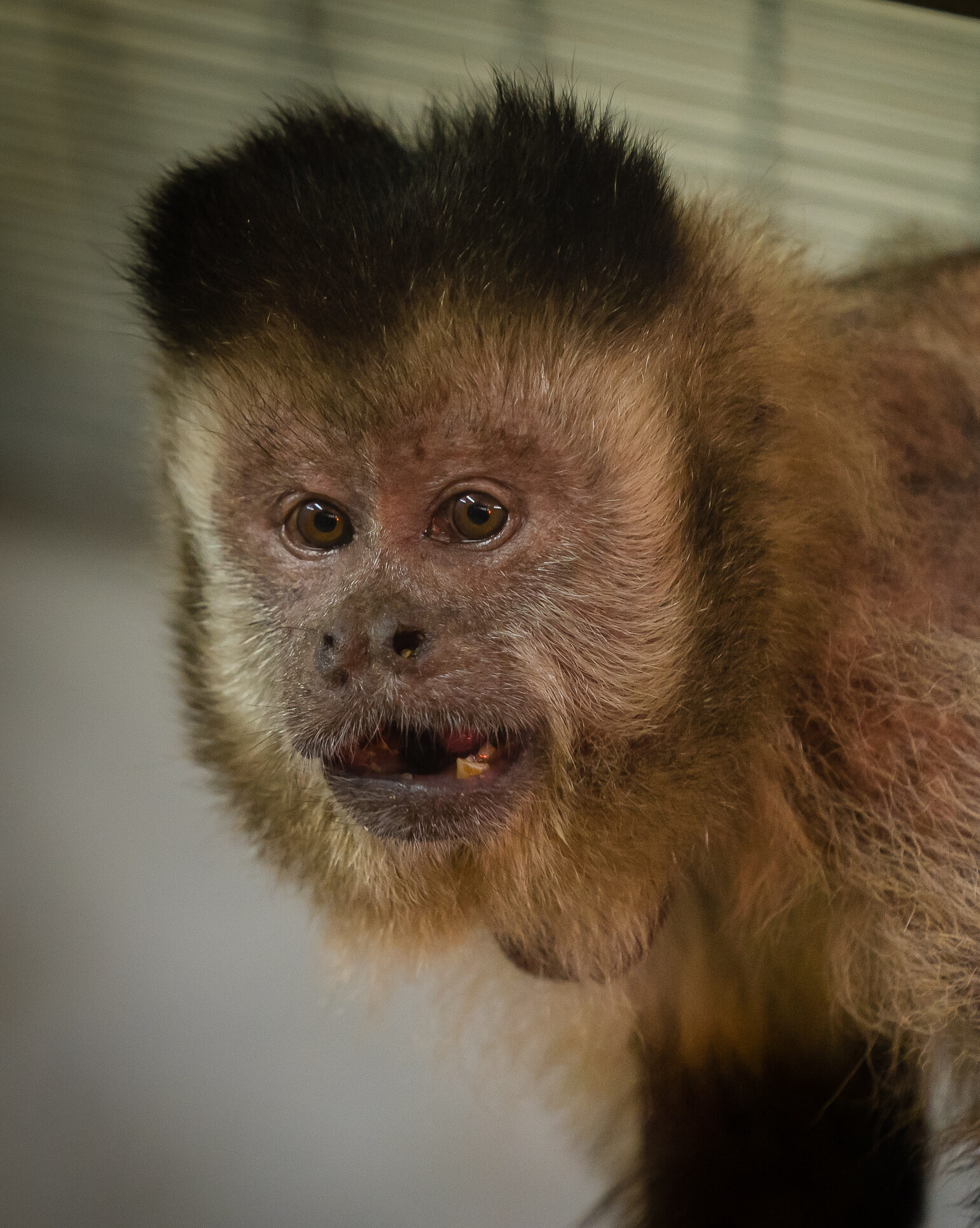Capucin brun | Les Terres de Nataé