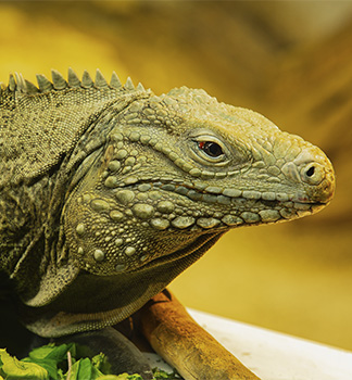 Iguane bleu | Les Terres de Nataé