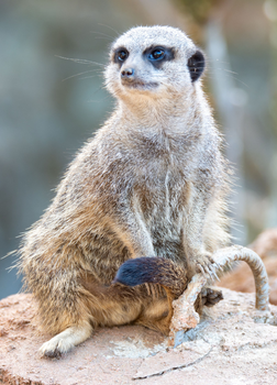 Suricate | Les Terres de Nataé