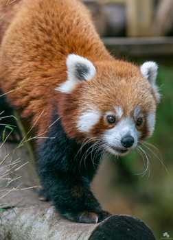 Panda roux | Les Terres de Nataé