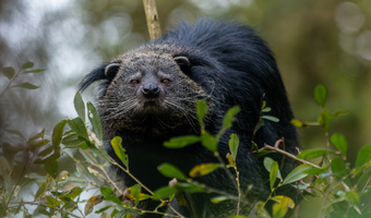 Binturong | Les Terres de Nataé