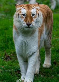 Tigre doré | Les Terres de Nataé