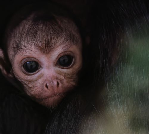 Naissance d'un bébé atèle à tête brune | Les Terres de Nataé